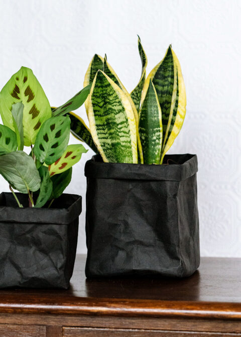How to Style your House Plants like a Pro | Gloam